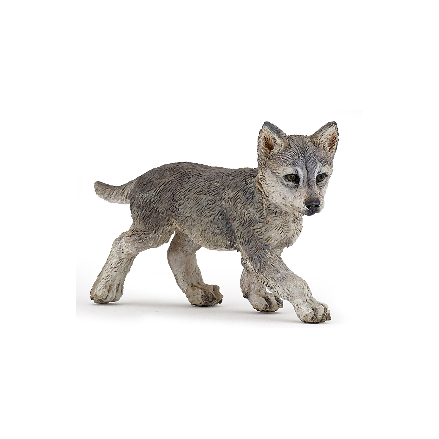 Grey wolf cub